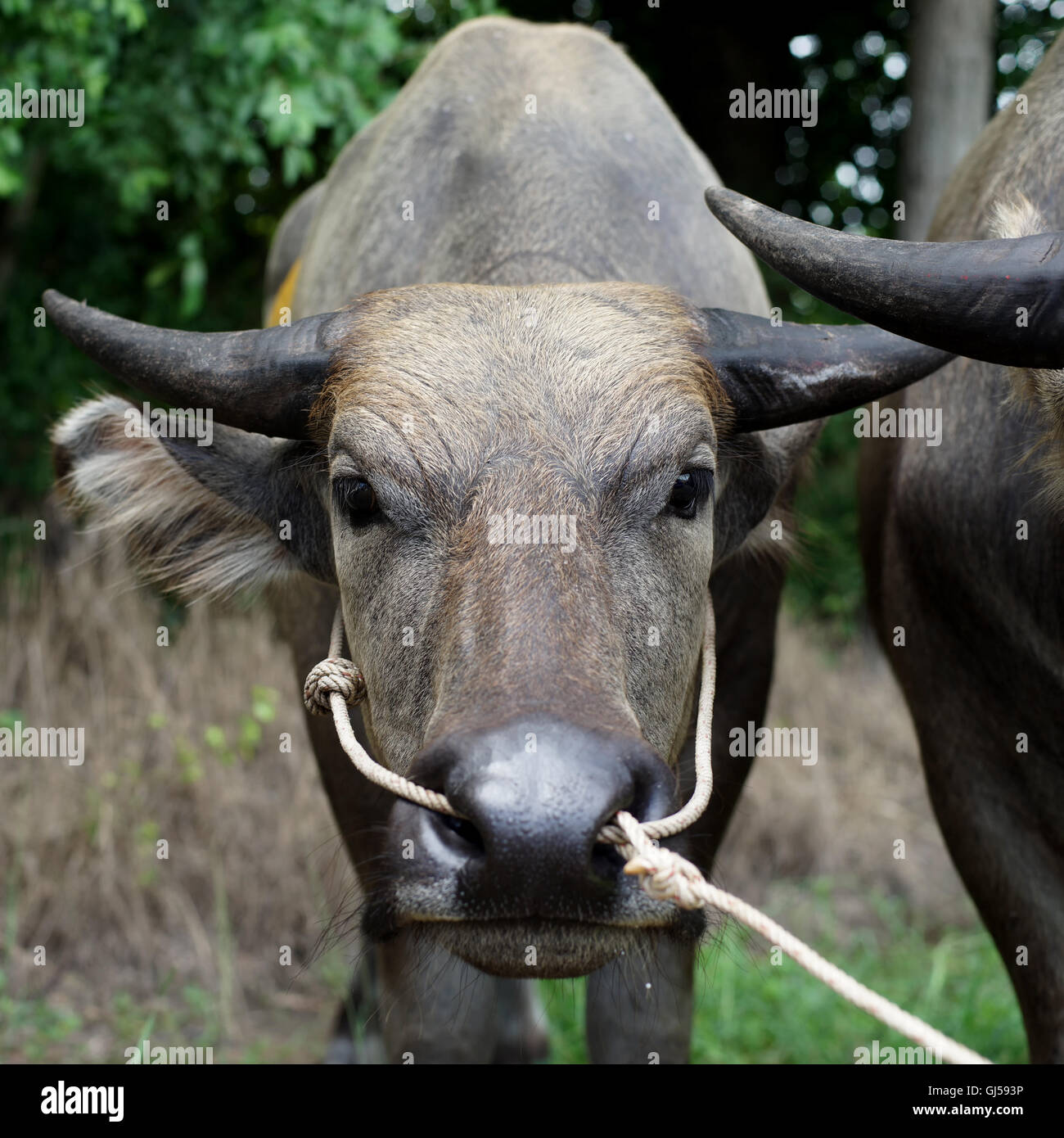 Rural water buffalo hi-res stock photography and images - Alamy