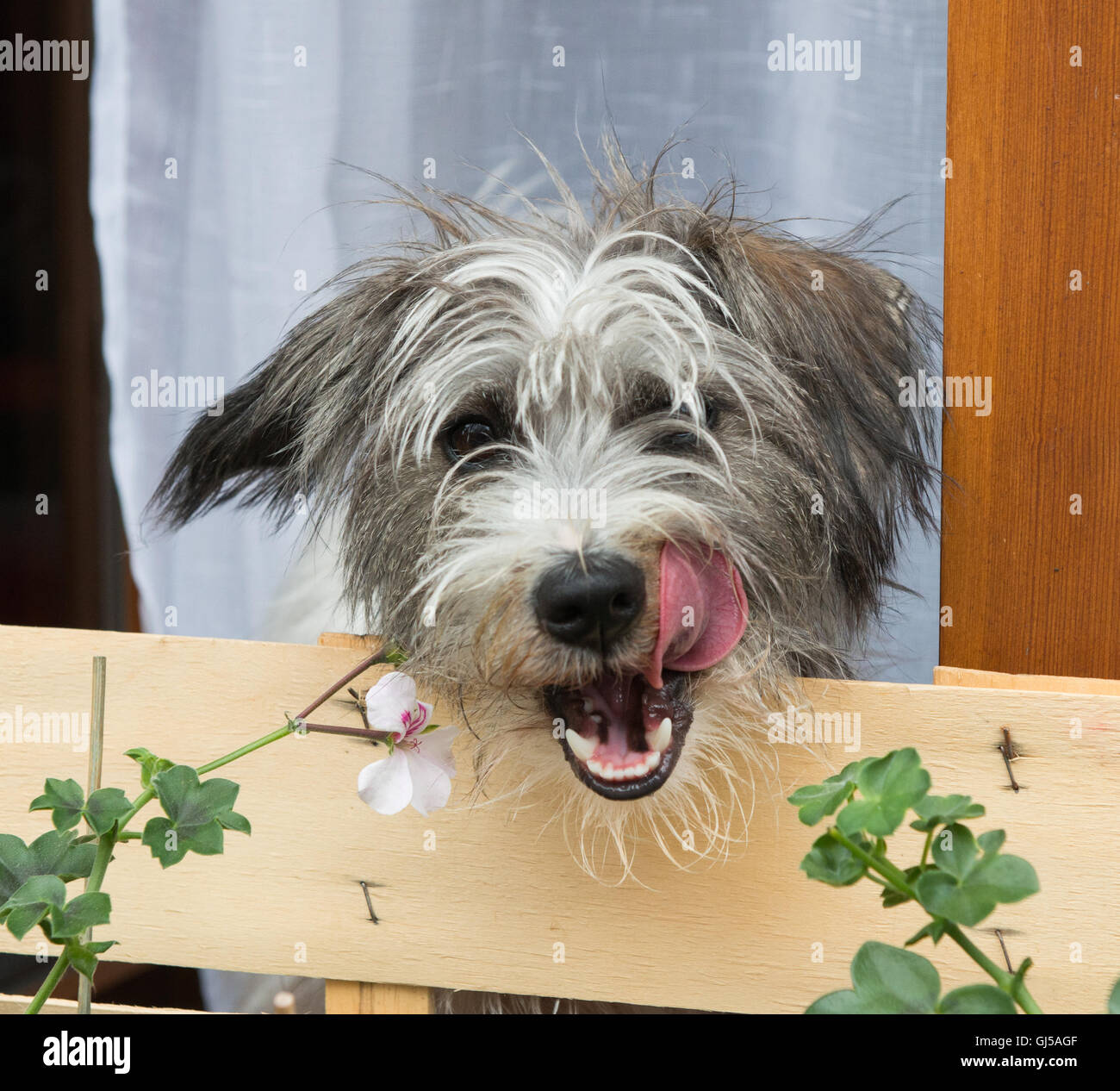 Dog in window Stock Photo - Alamy