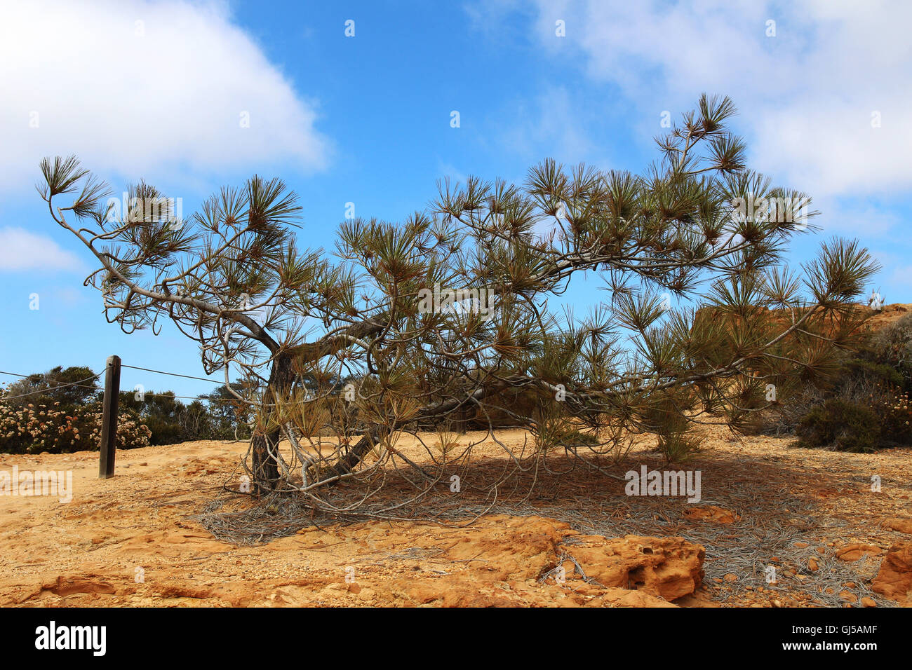 A torrey pine tree Stock Photo - Alamy