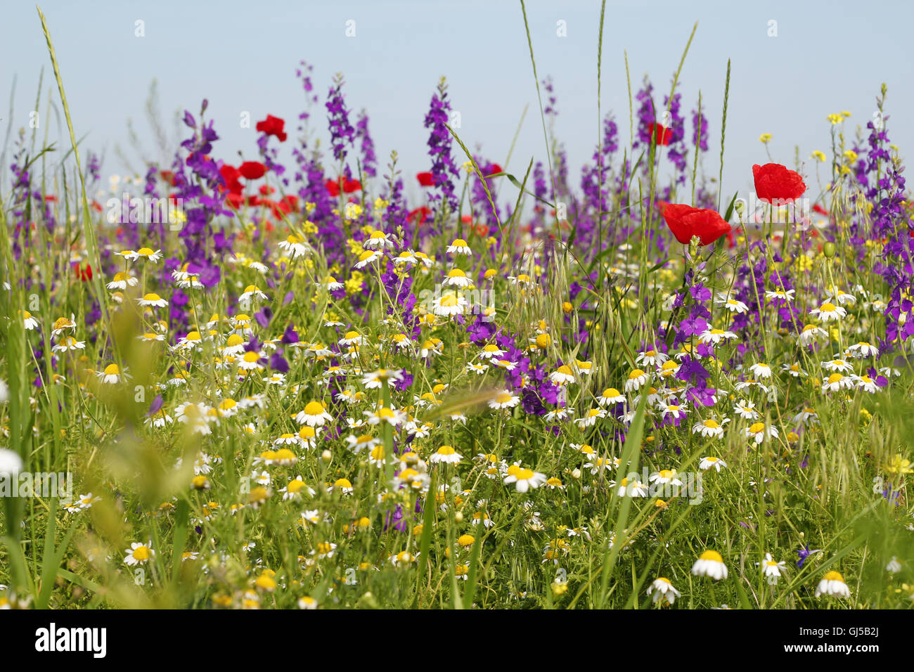 meadow with wild flowers Stock Photo - Alamy