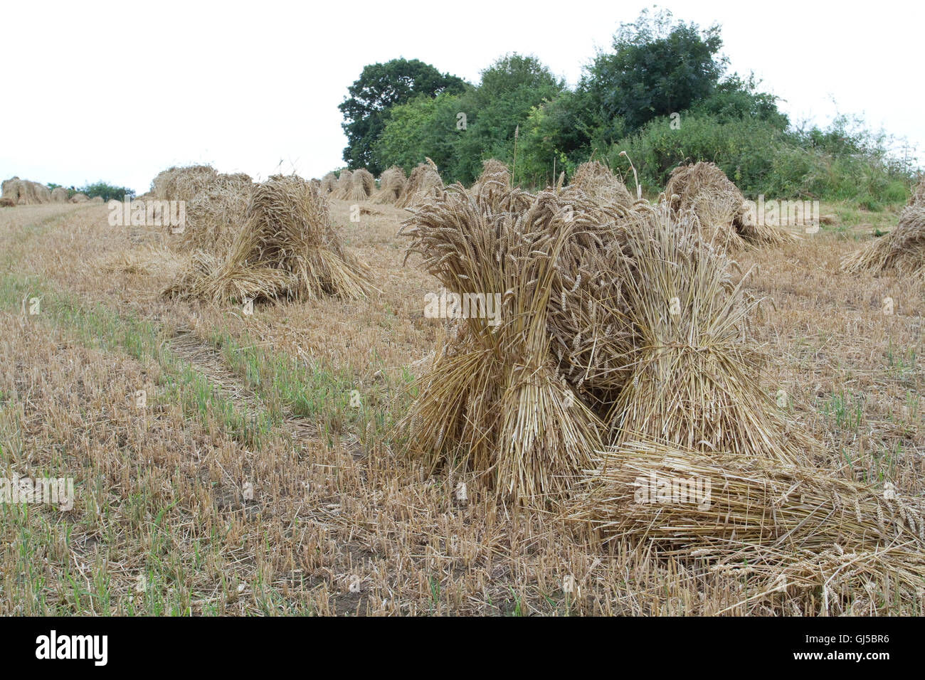 Corn stooks for thatching drying in a Suffolk field Stock Photo - Alamy