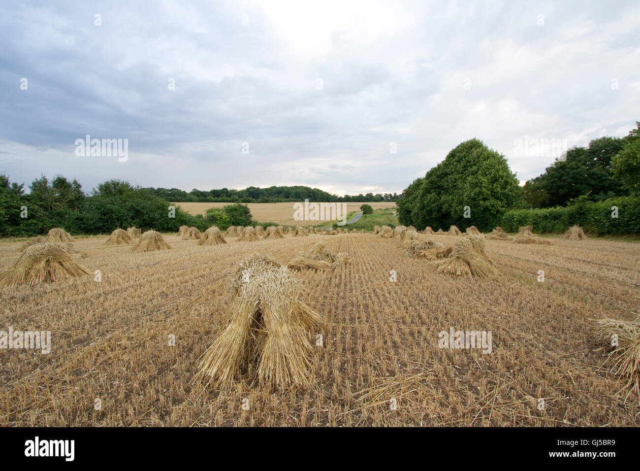Corn Stooks High Resolution Stock Photography and Images - Alamy