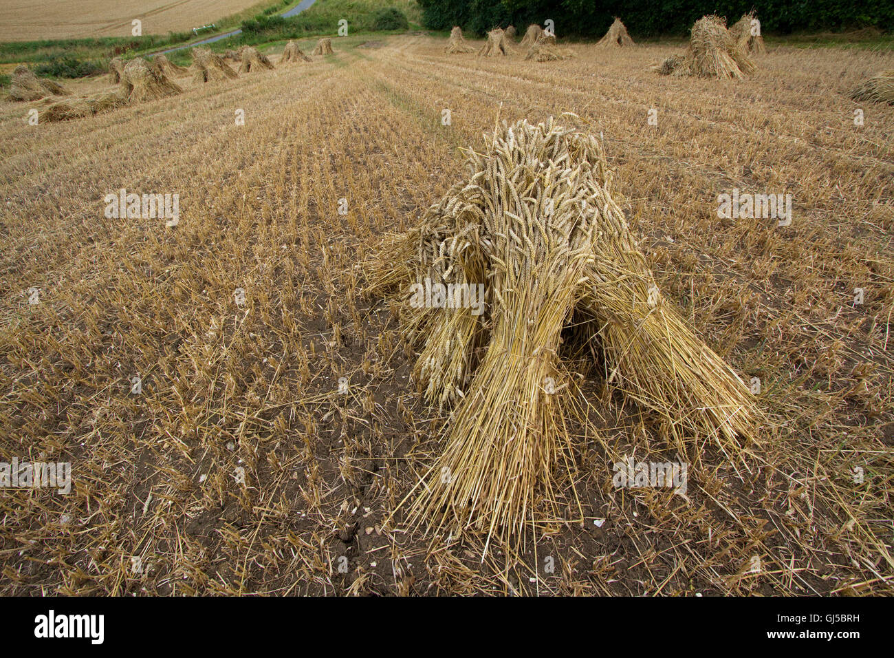 English thatching hi-res stock photography and images - Alamy