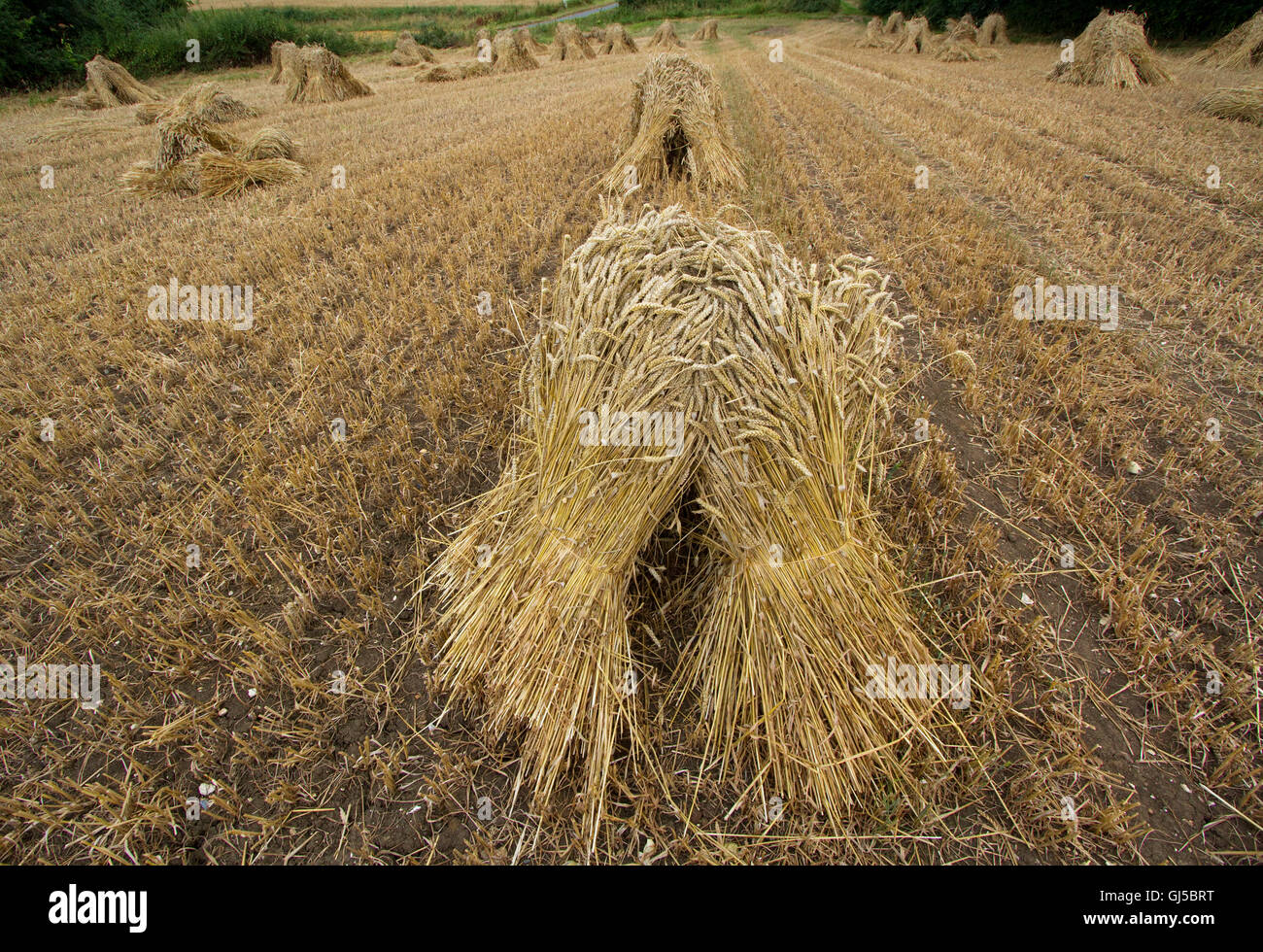 Corn stooks for thatching drying in a Suffolk field Stock Photo - Alamy