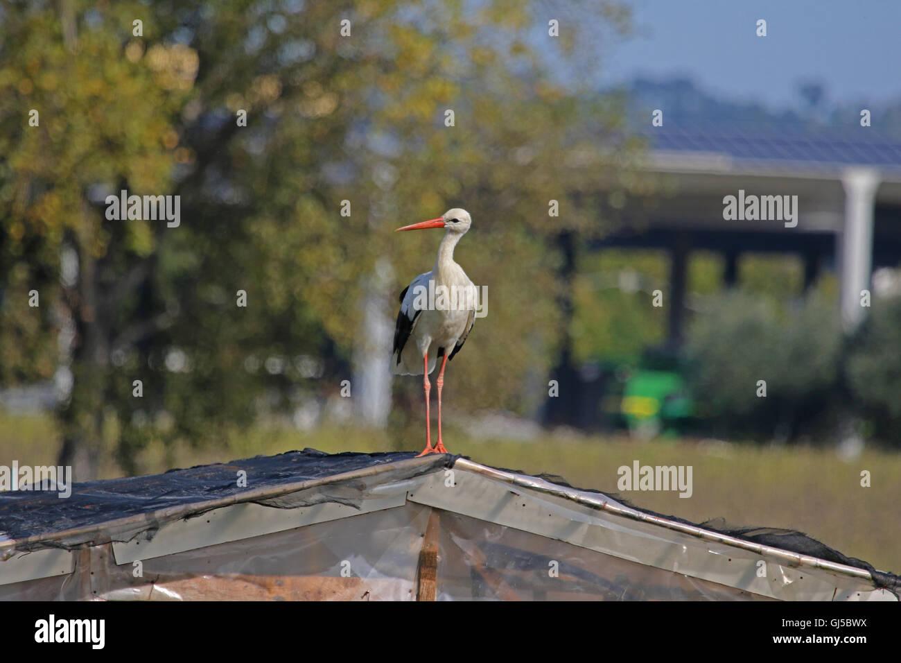 Curious white stork or cicogna ciconia standing on a roof looking at ...