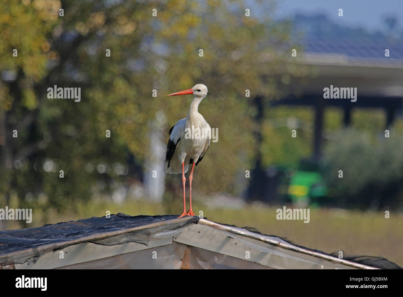 Curious white stork or cicogna ciconia standing on a roof looking at ...