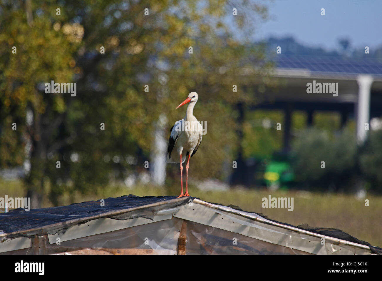 Curious white stork or cicogna ciconia standing on a roof looking at ...