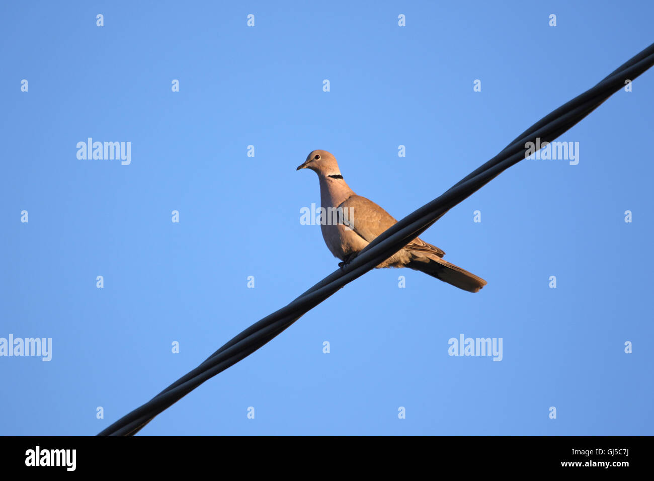 Collard dove fauna hi-res stock photography and images - Alamy