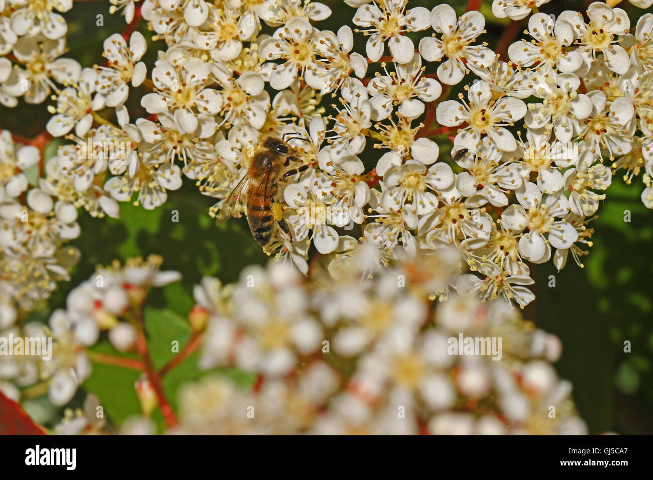 honey bee on photinia flower caprifoliaceae apis mellifera showing ...