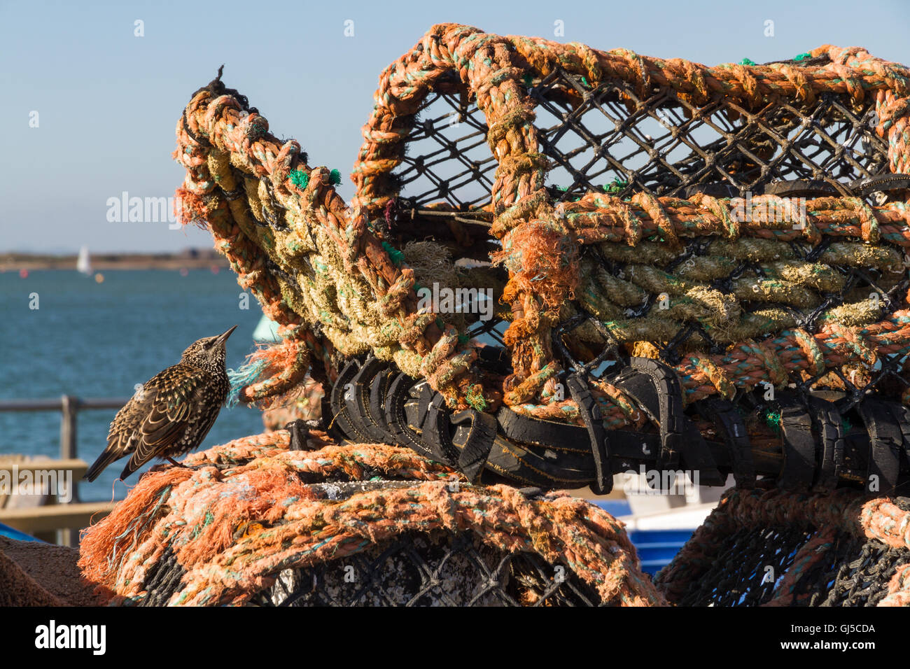 Plastic bird cage hi-res stock photography and images - Alamy