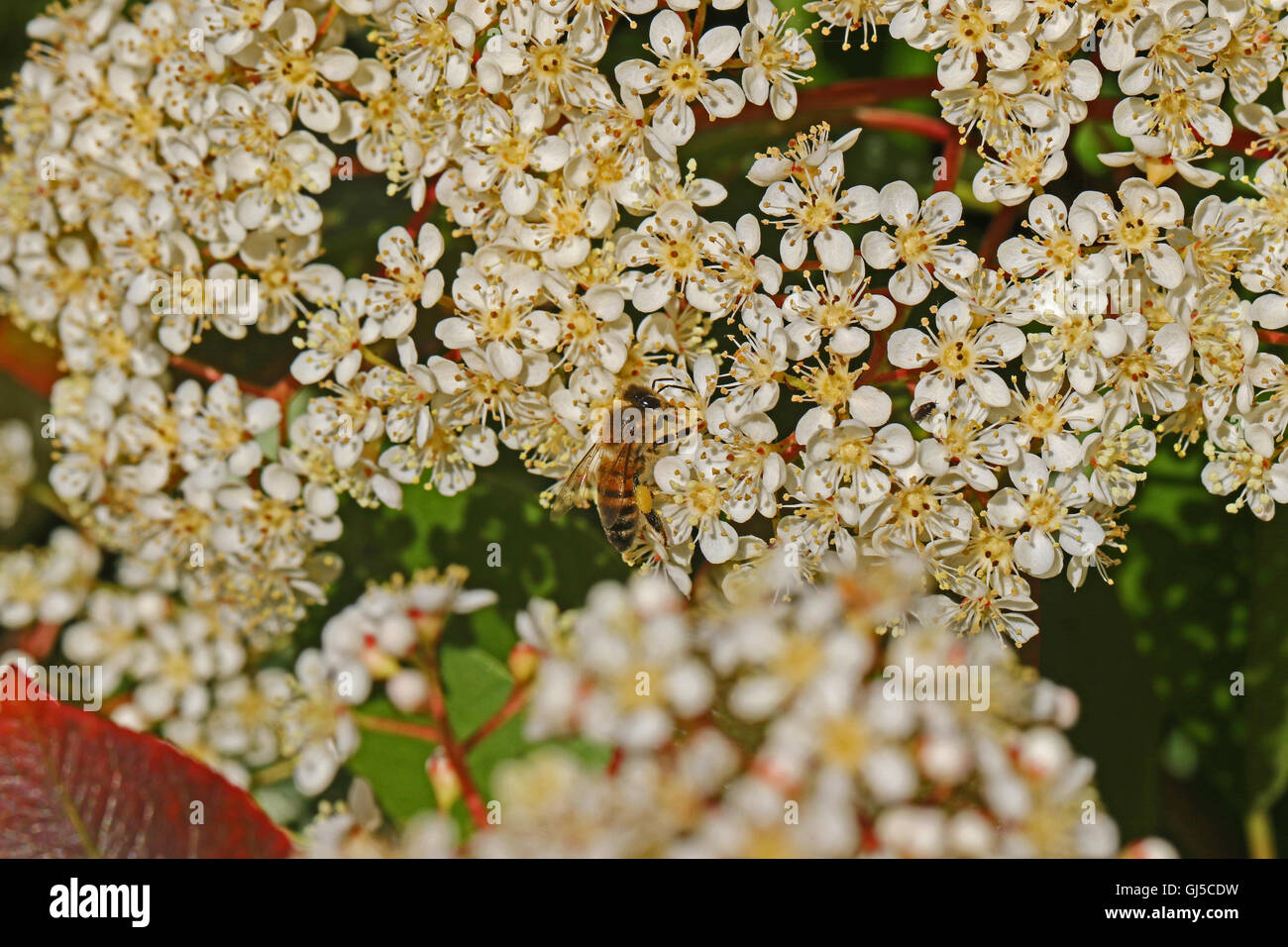 honey bee on photinia flower caprifoliaceae apis mellifera showing ...