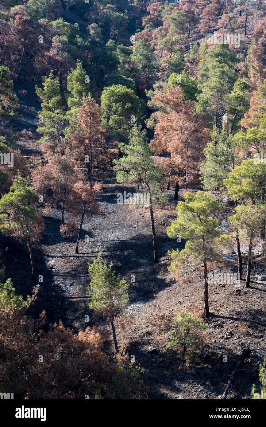 Forest and trees burned after a big forest fire which created a big ...