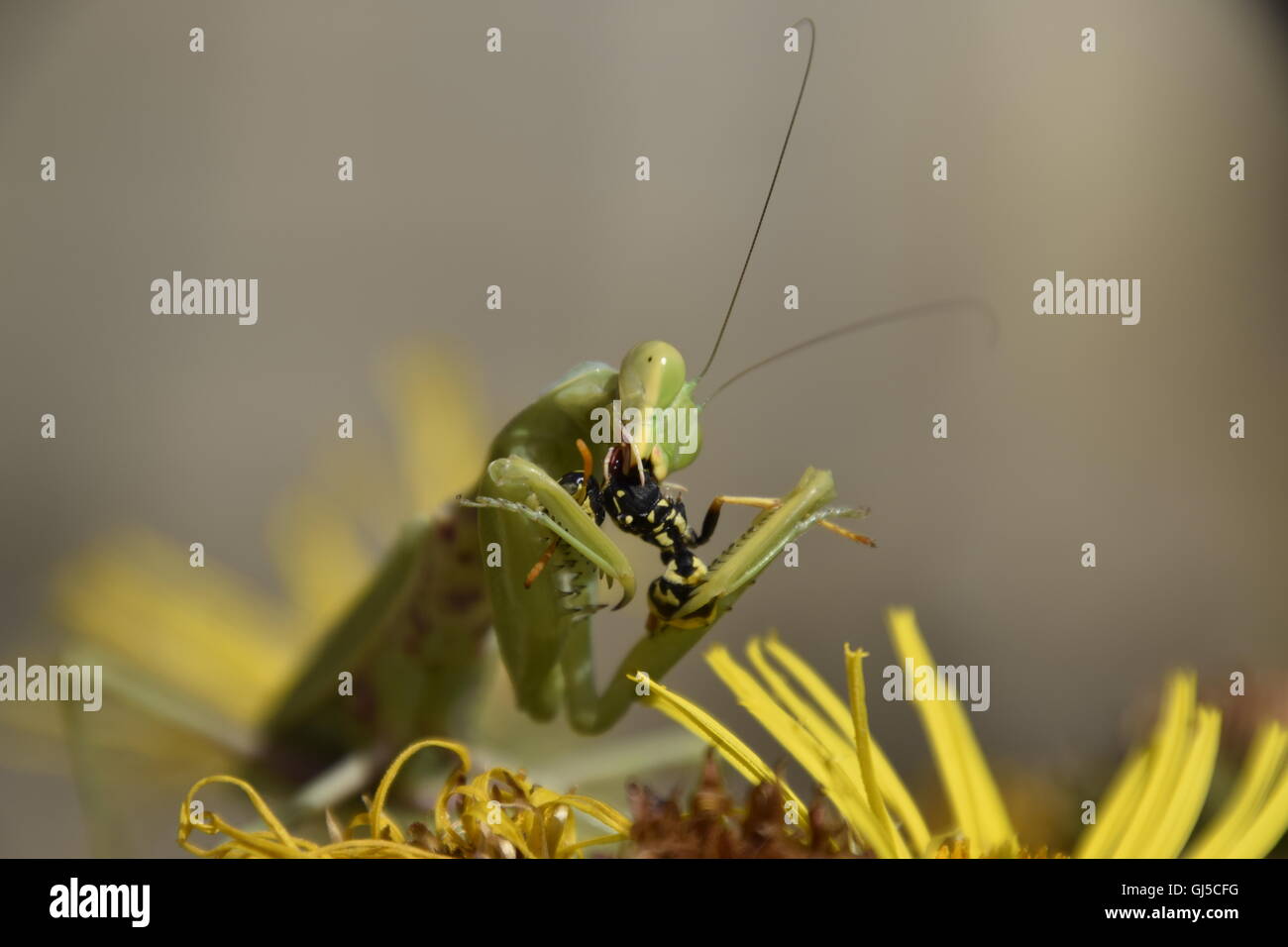 The female praying mantis devouring wasp. The female mantis religios ...