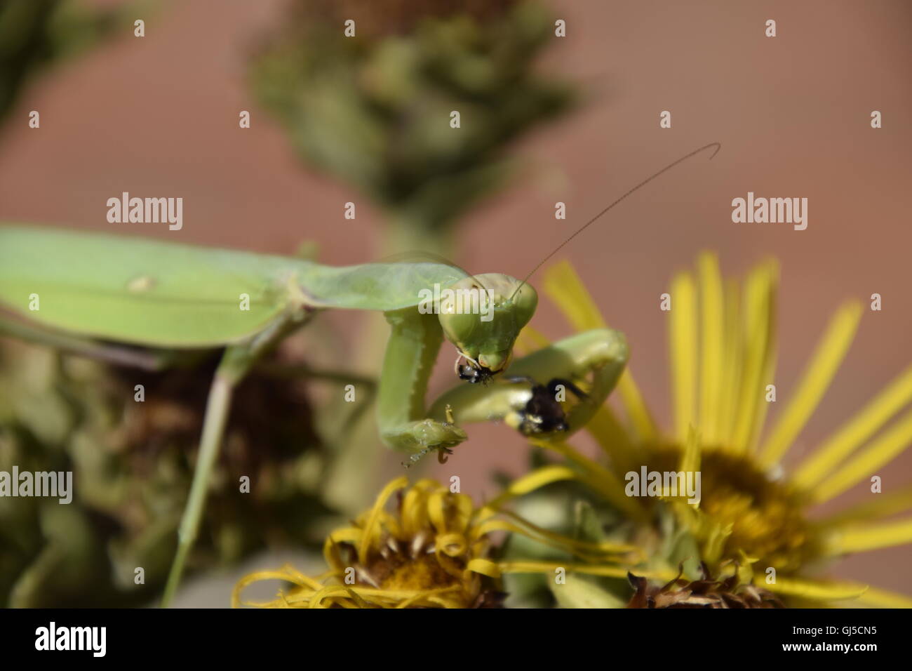 The female praying mantis devouring wasp. The female mantis religios ...