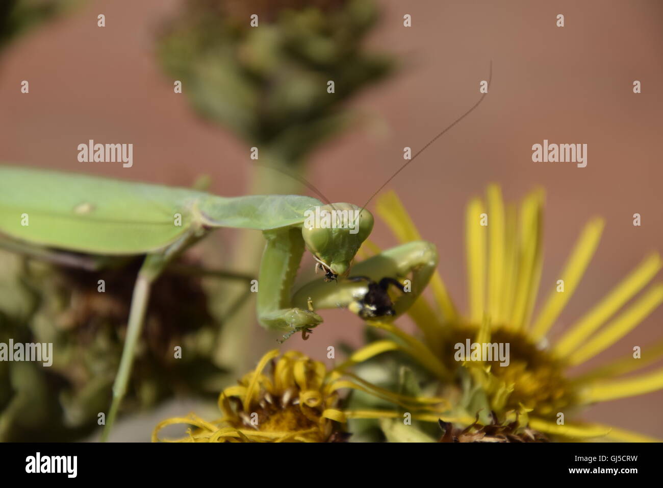 The female praying mantis devouring wasp. The female mantis religios ...
