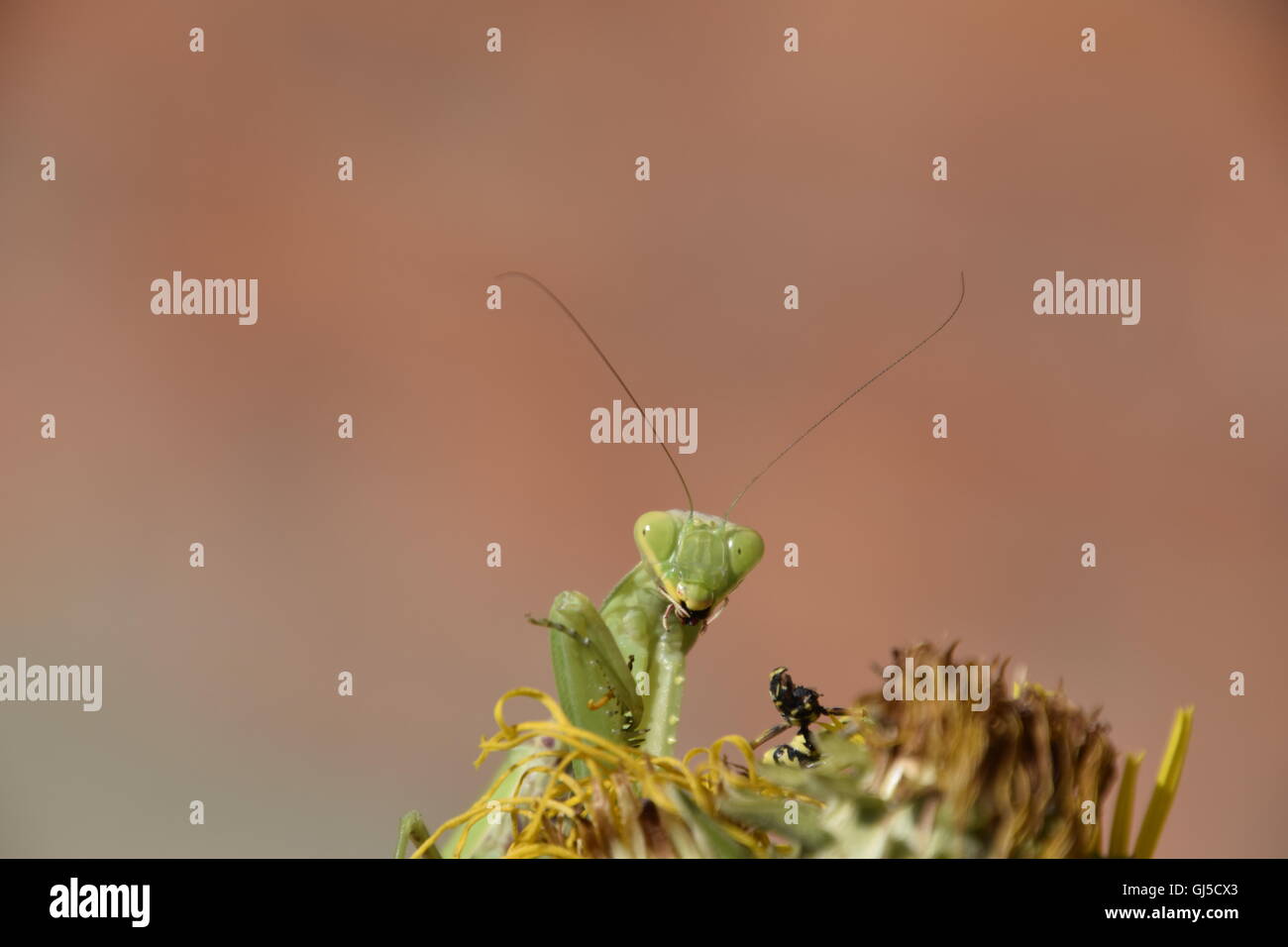 The female praying mantis devouring wasp. The female mantis religios ...