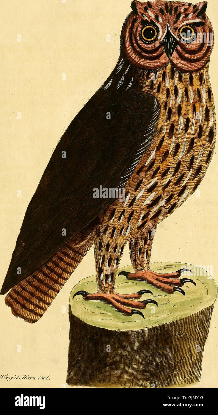 'A Natural History of Birds' (1731) is an illustrated work featuring ...