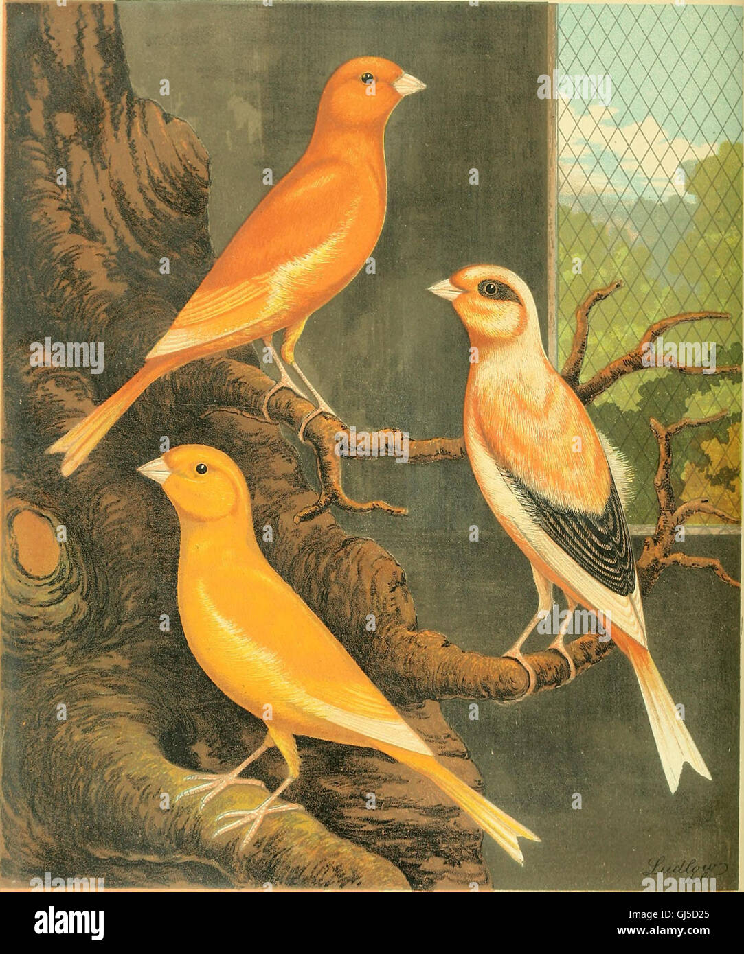 A 1878 illustrated guide to canaries and cage birds, both British and ...