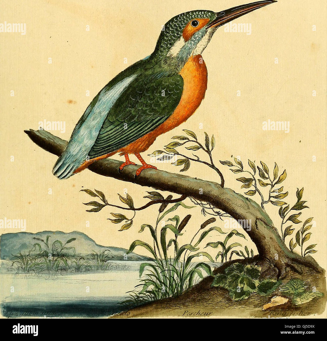 This 1731 work, 'A Natural History of Birds,' is a comprehensive study ...