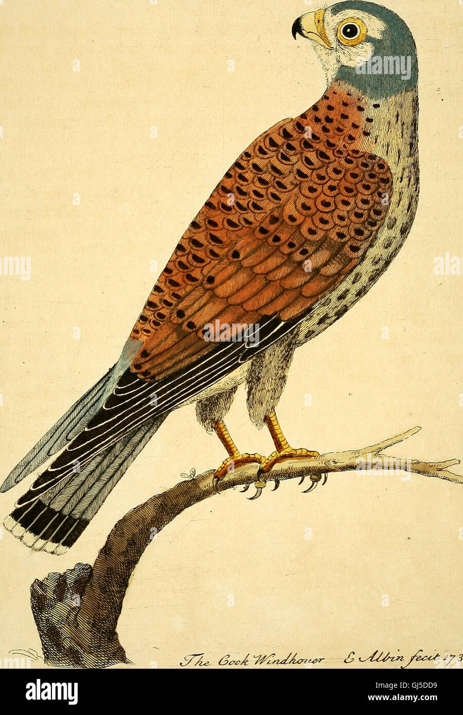 'A Natural History of Birds' (1731) provides detailed descriptions and ...