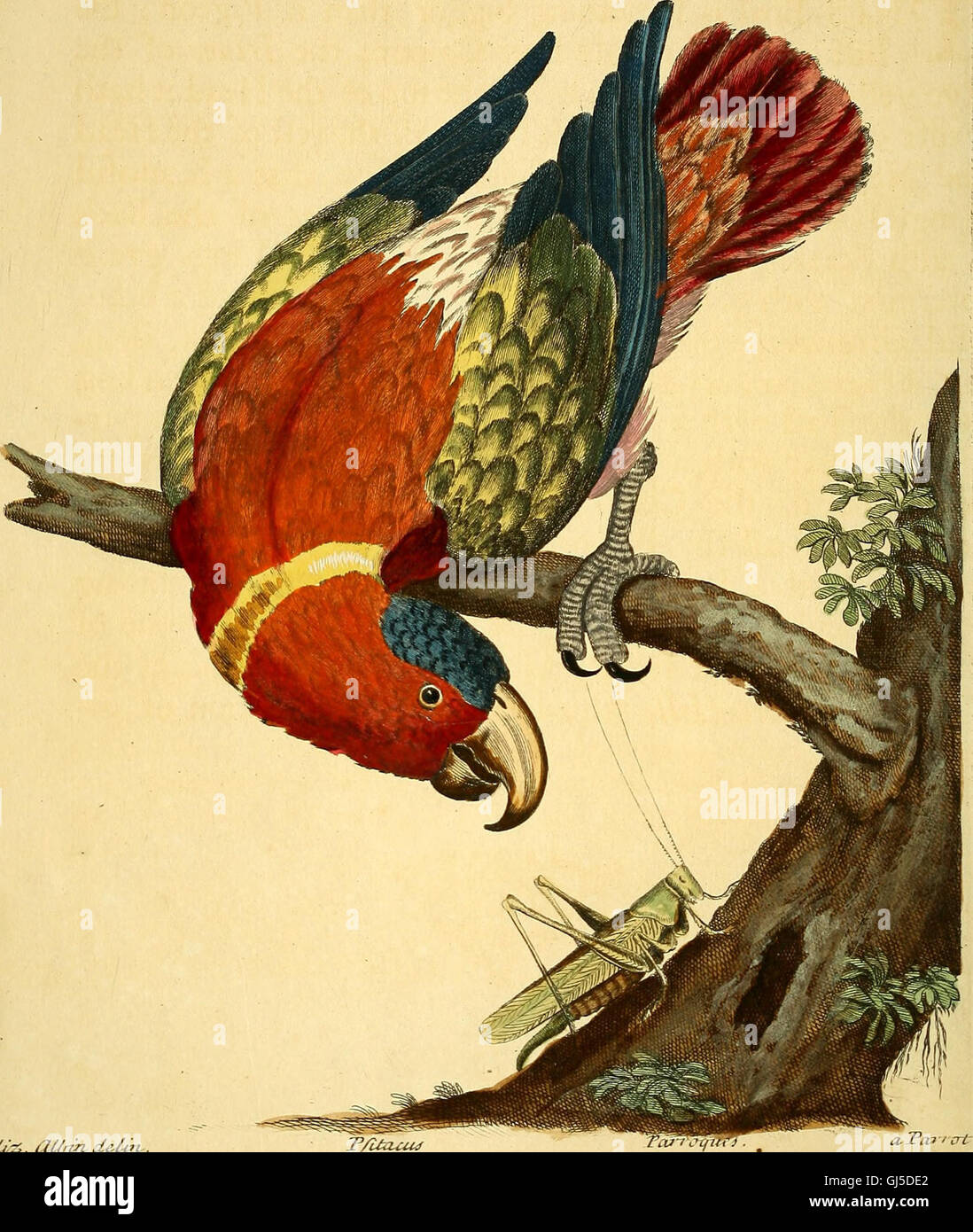 A Natural History of Birds, published in 1731, is a detailed study of ...