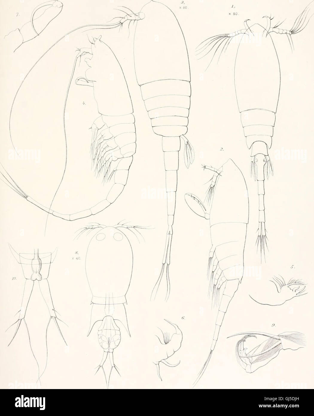 This 1883 report documents the scientific findings from the H.M.S ...