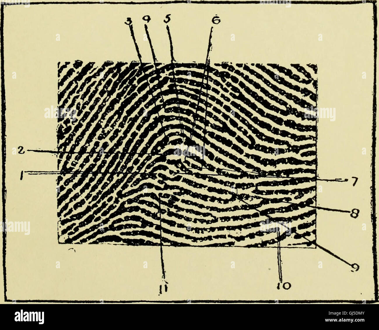 Guide to finger-print identification (electronic resource) (1905 Stock ...