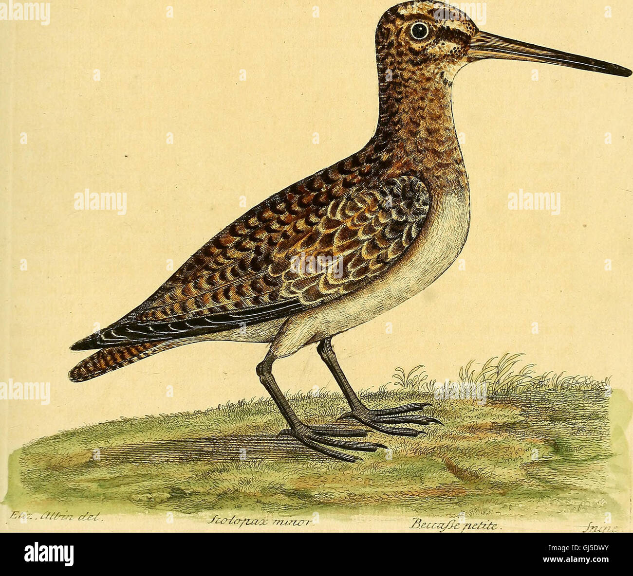 This 1731 work provides a detailed natural history of birds ...