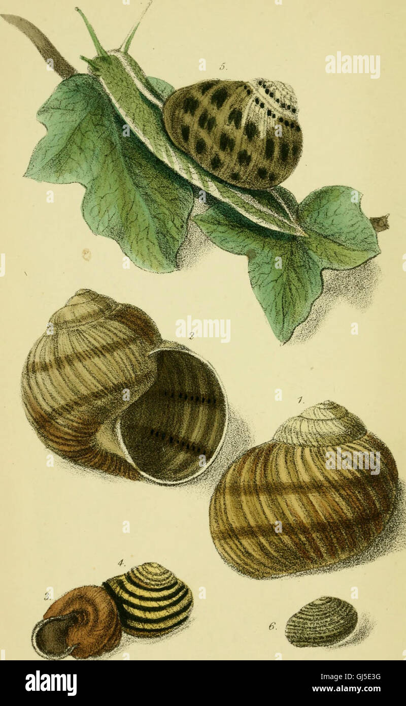 The edible Mollusca of Great Britain and Ireland. With recipes for ...