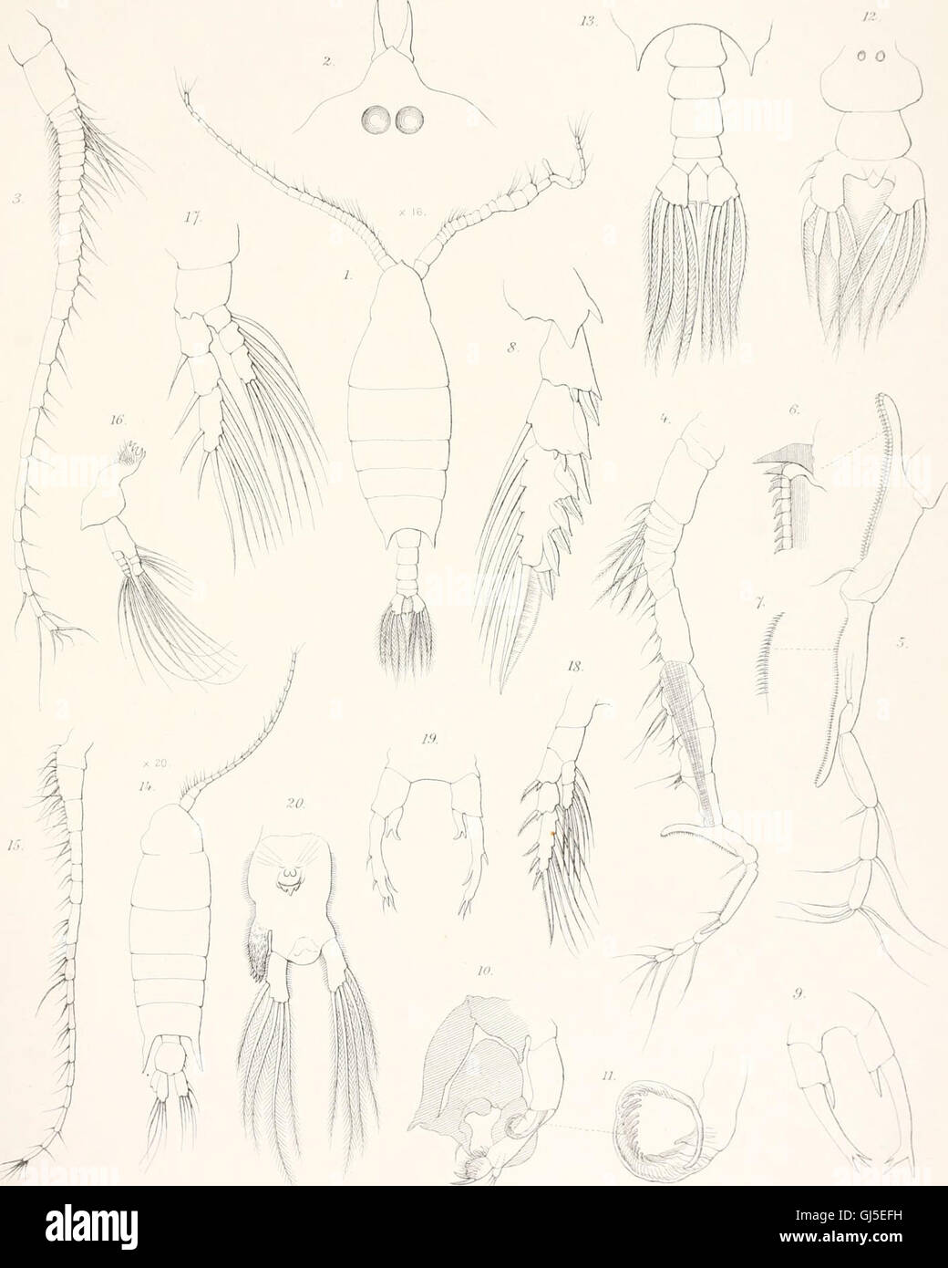 This report details the scientific findings from the H.M.S. Challenger ...