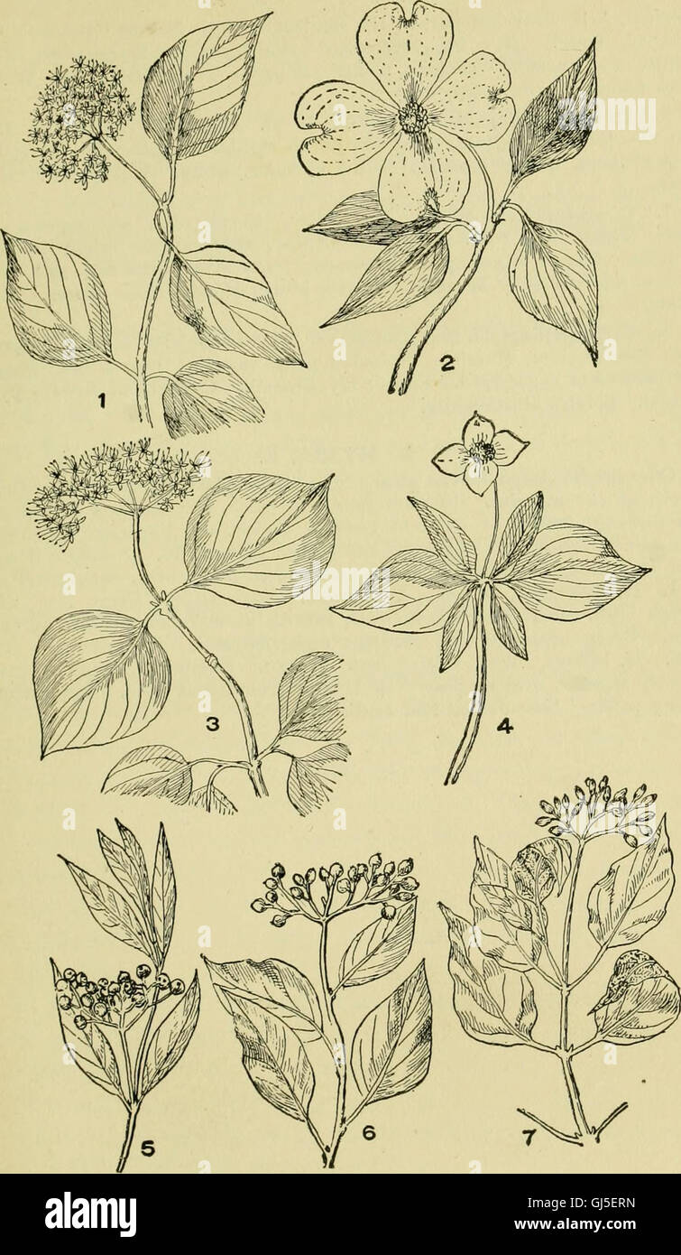 This 1910 illustrated guide provides a detailed description of the ...