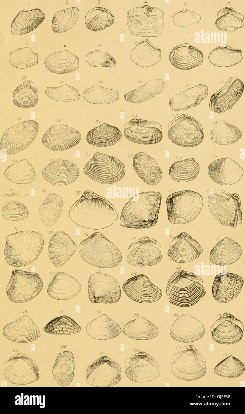 This illustrated English edition of Lamarck’s *Species of Shells ...