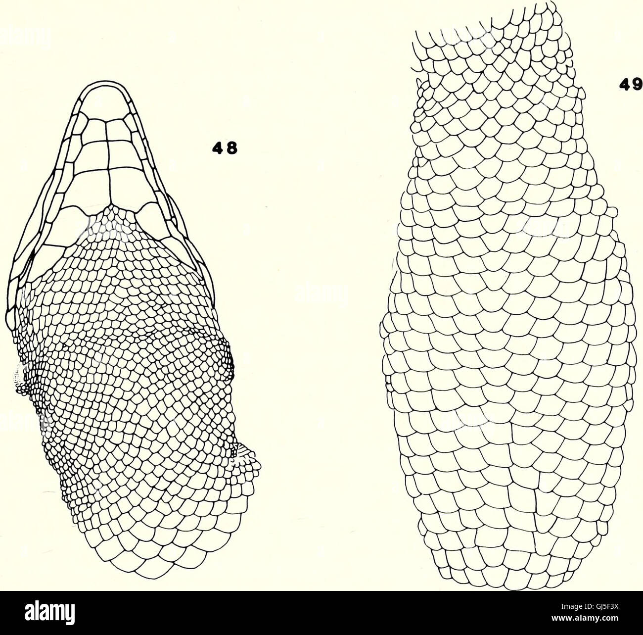 A 1982 publication in the series 'Bonner zoologische Monographien ...