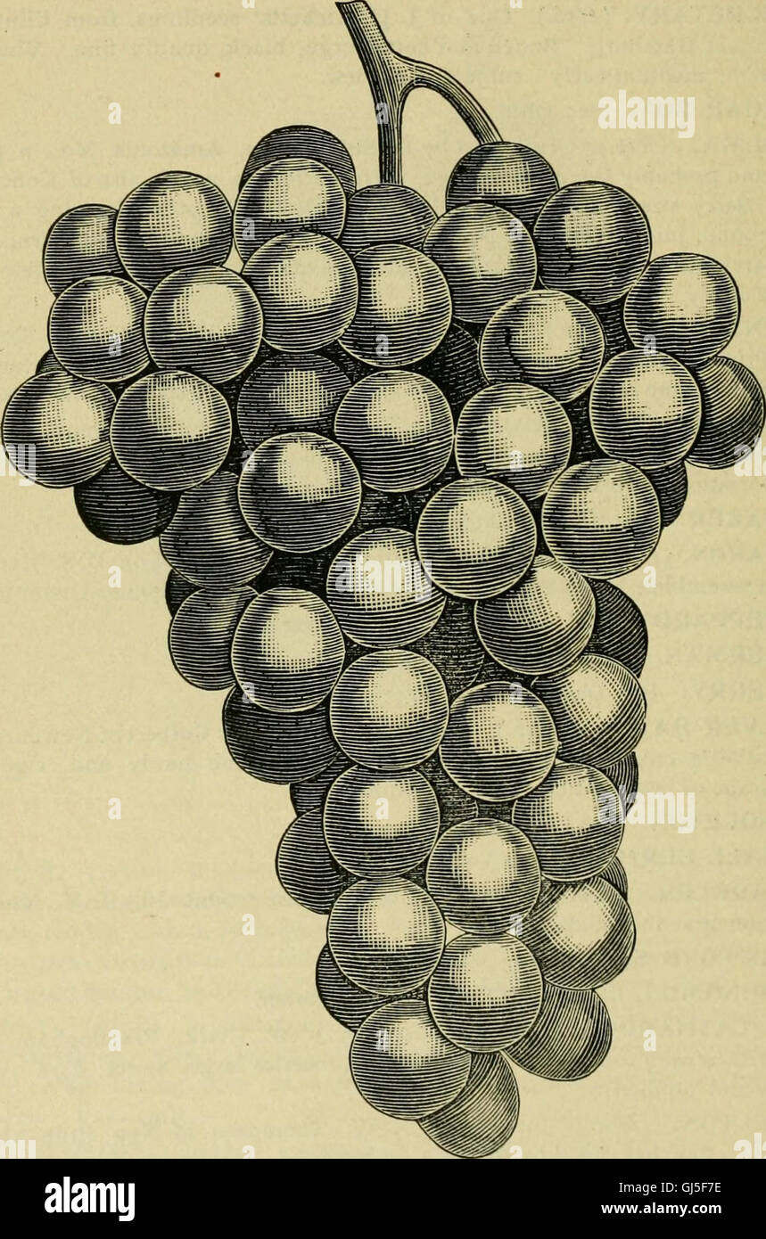 Our native grape. Grapes and their culture. Also descriptive list of ...