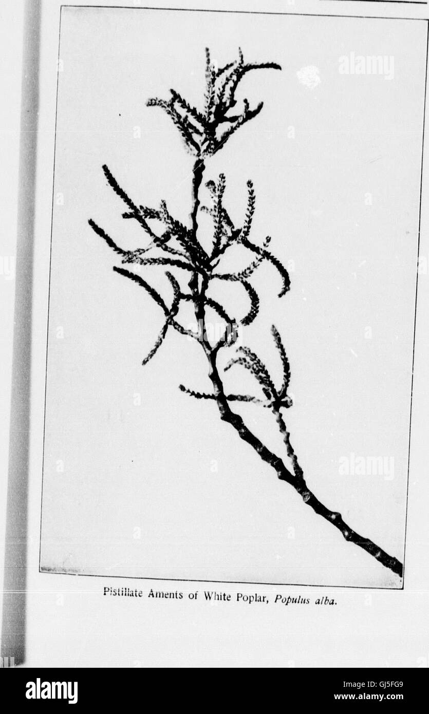 An illustration from 'Our Native Trees and How to Identify Them' (1900 ...