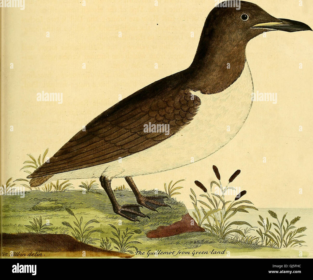 'A Natural History of Birds' (1731) is an illustrated work featuring ...