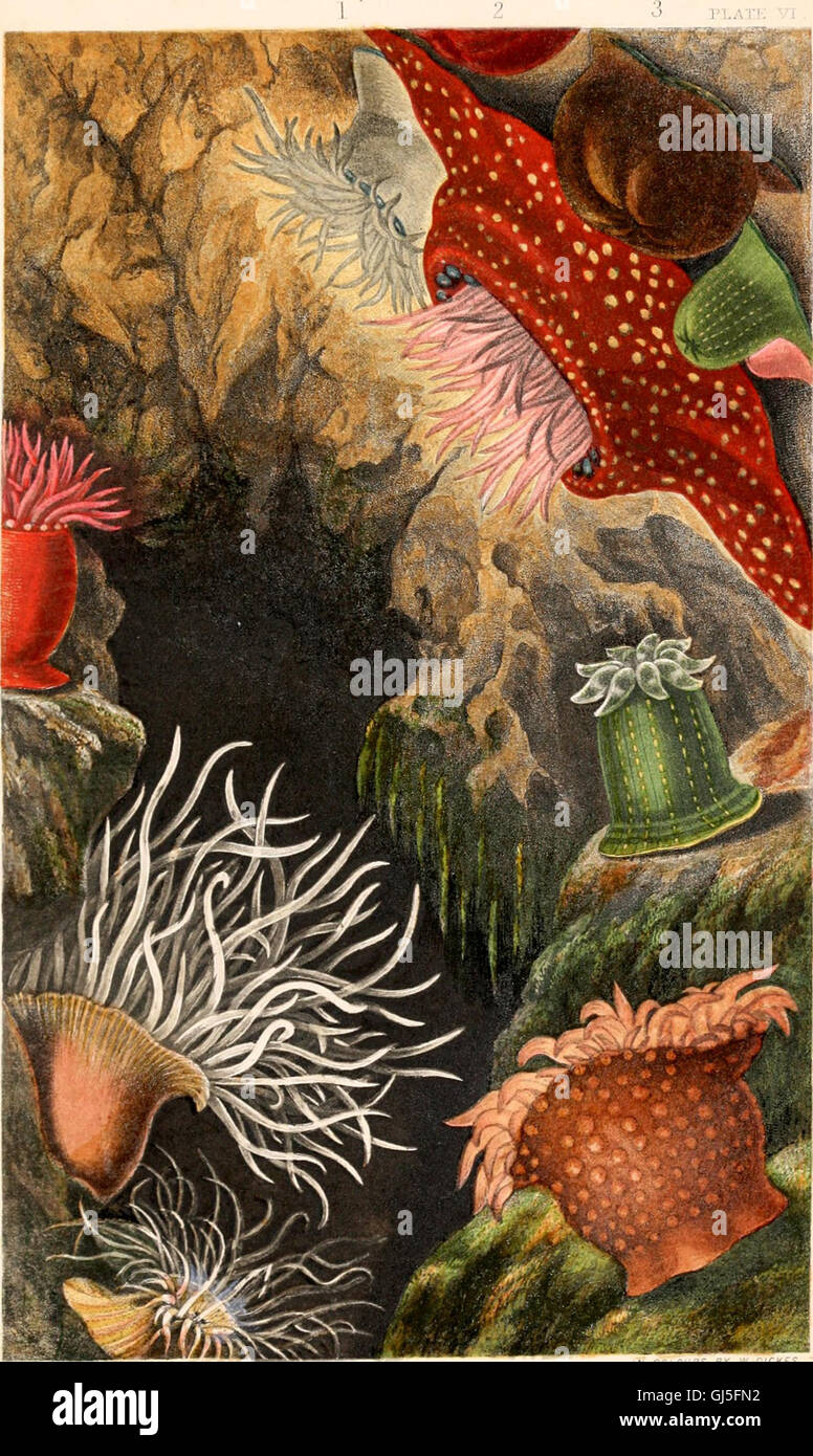 This 1860 work provides a detailed study of British sea-anemones and ...