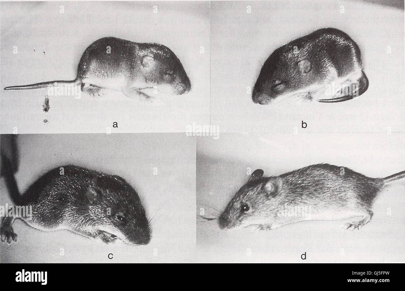 A collection of zoological studies published in 1995, focusing on ...