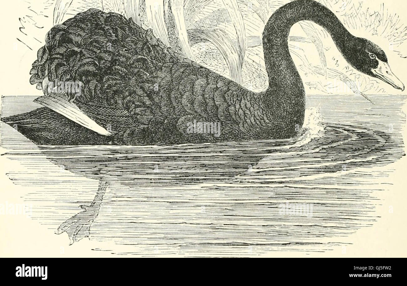 This 1874 book provides a collection of stories about various bird ...