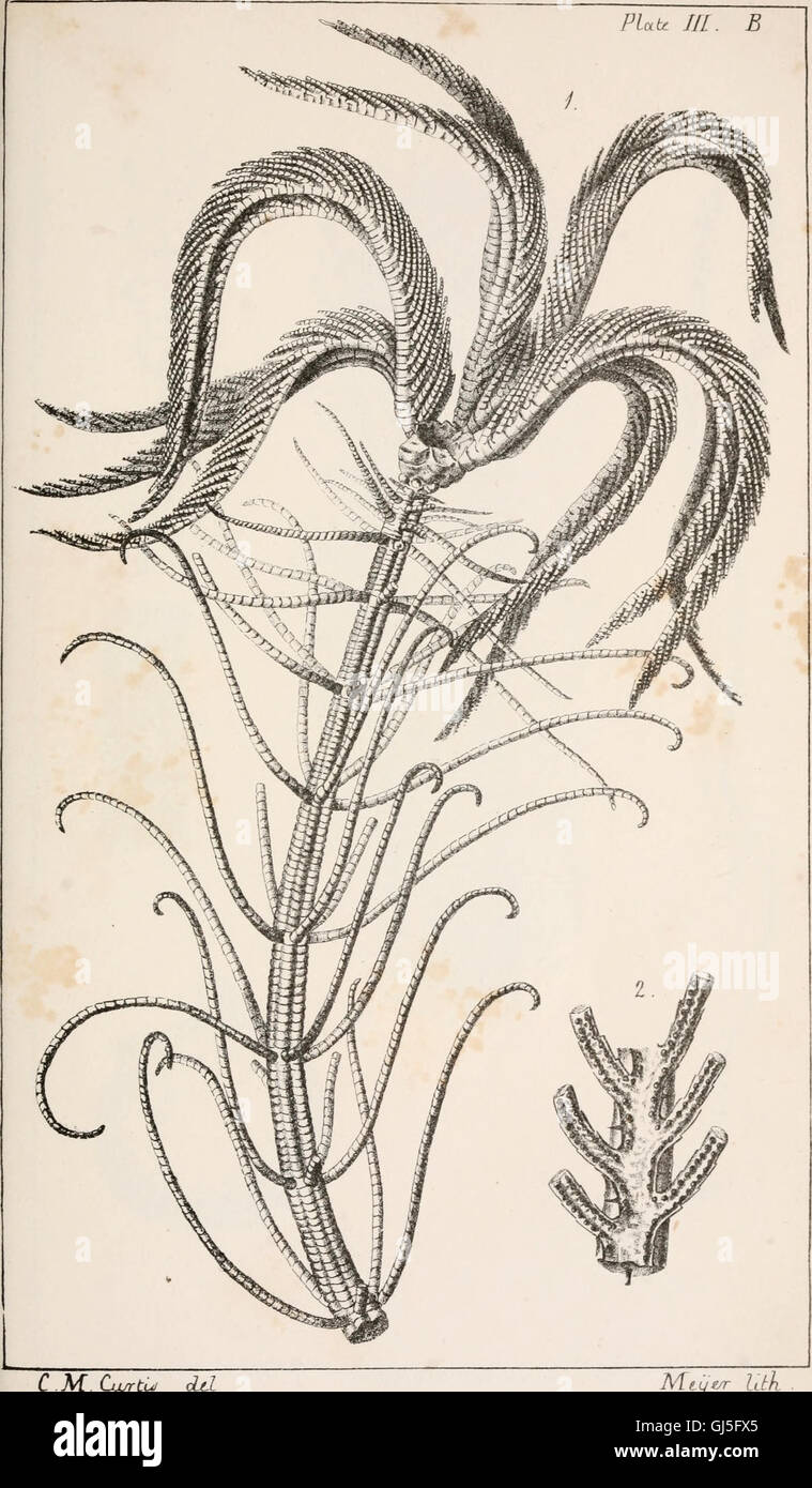 The Bridgewater Treatises, published in 1837, explore the natural world ...