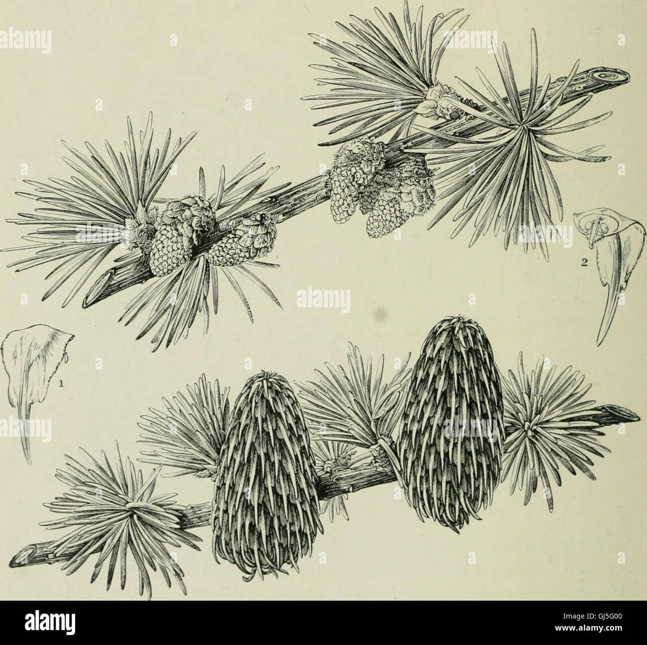 Veitch's Manual of the Coniferae provides a comprehensive review of ...