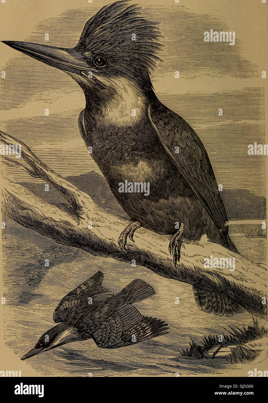 *Cecil's Book of Birds* (1869) is an illustrated guide to bird species ...