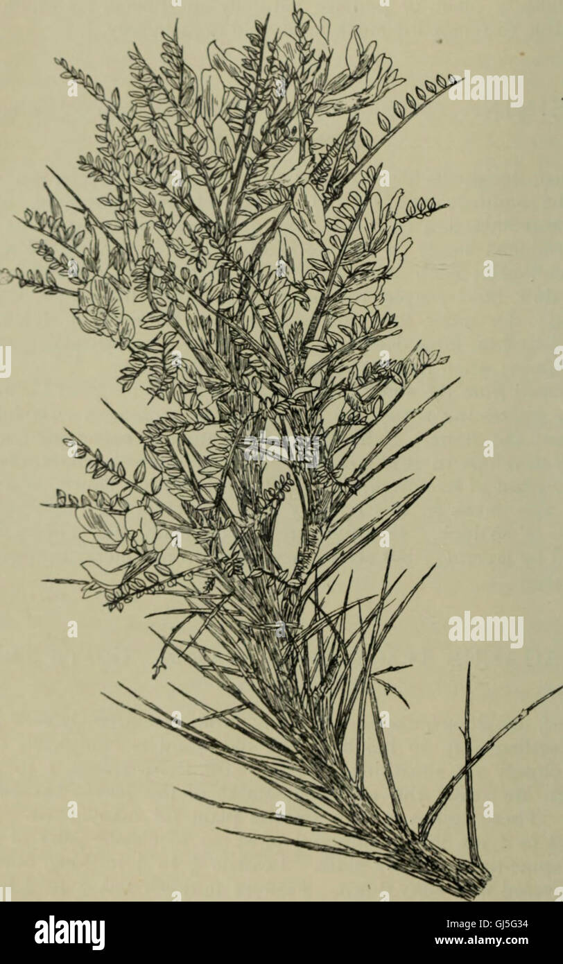 'Trees and Shrubs, Hardy in the British Isles' (1914) is a guide to ...