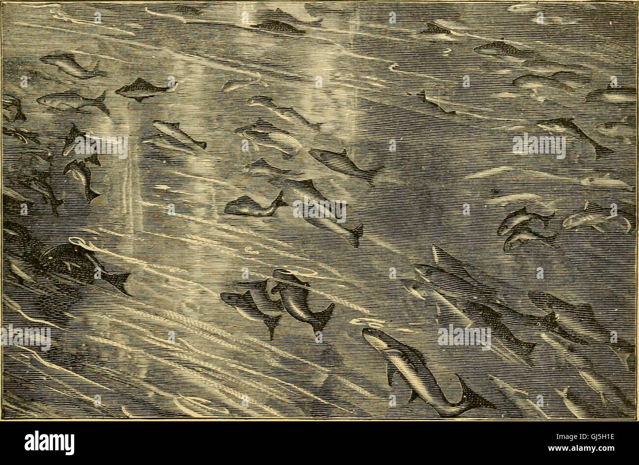 *Ridpath's History of the World* (1897) provides an overview of the ...