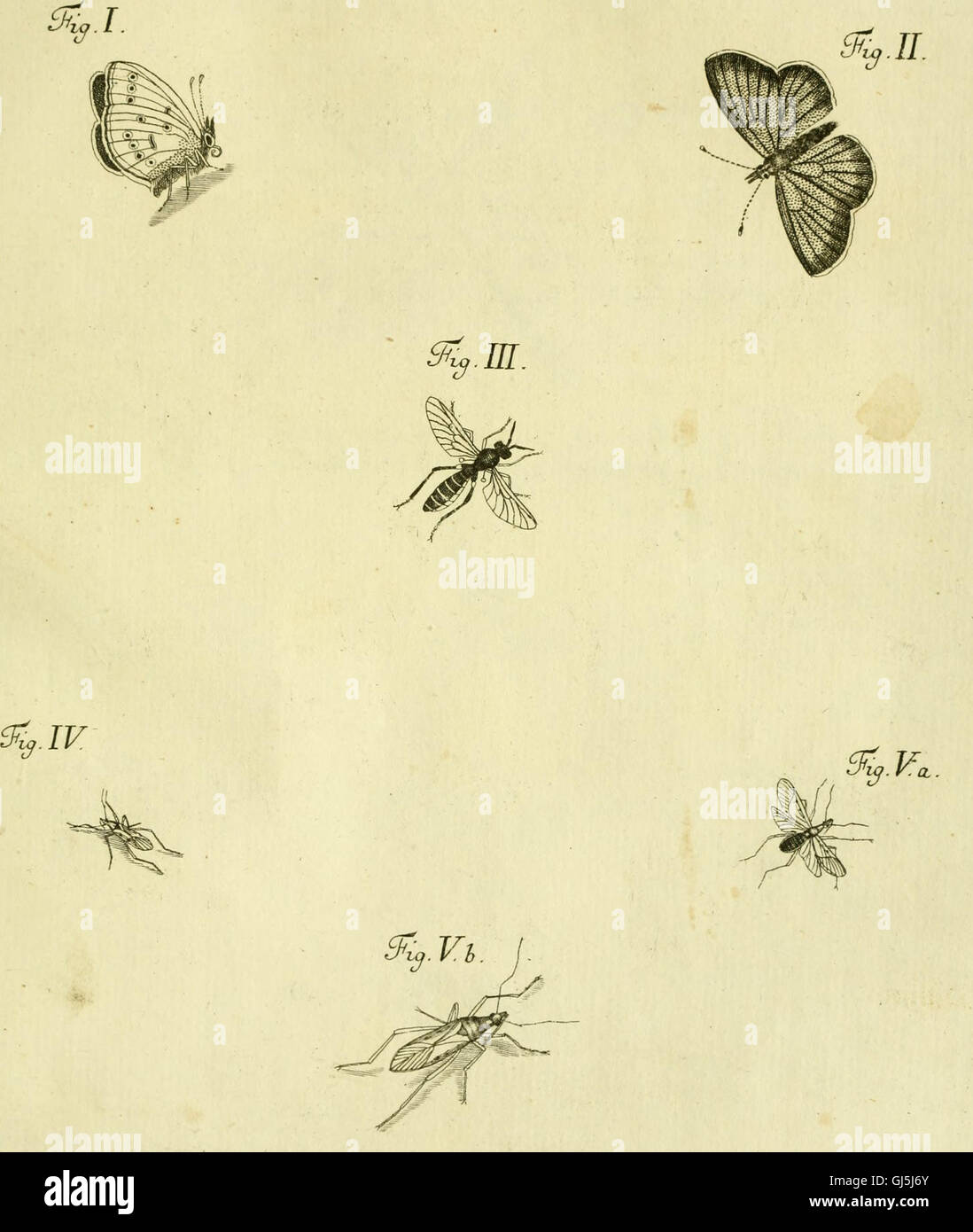 This 1791 work features naturalistic illustrations of insects native to ...