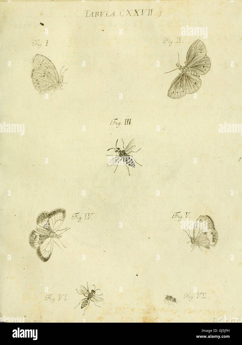 This 1791 work by Jacob Christian Schaeffer illustrates insects native ...