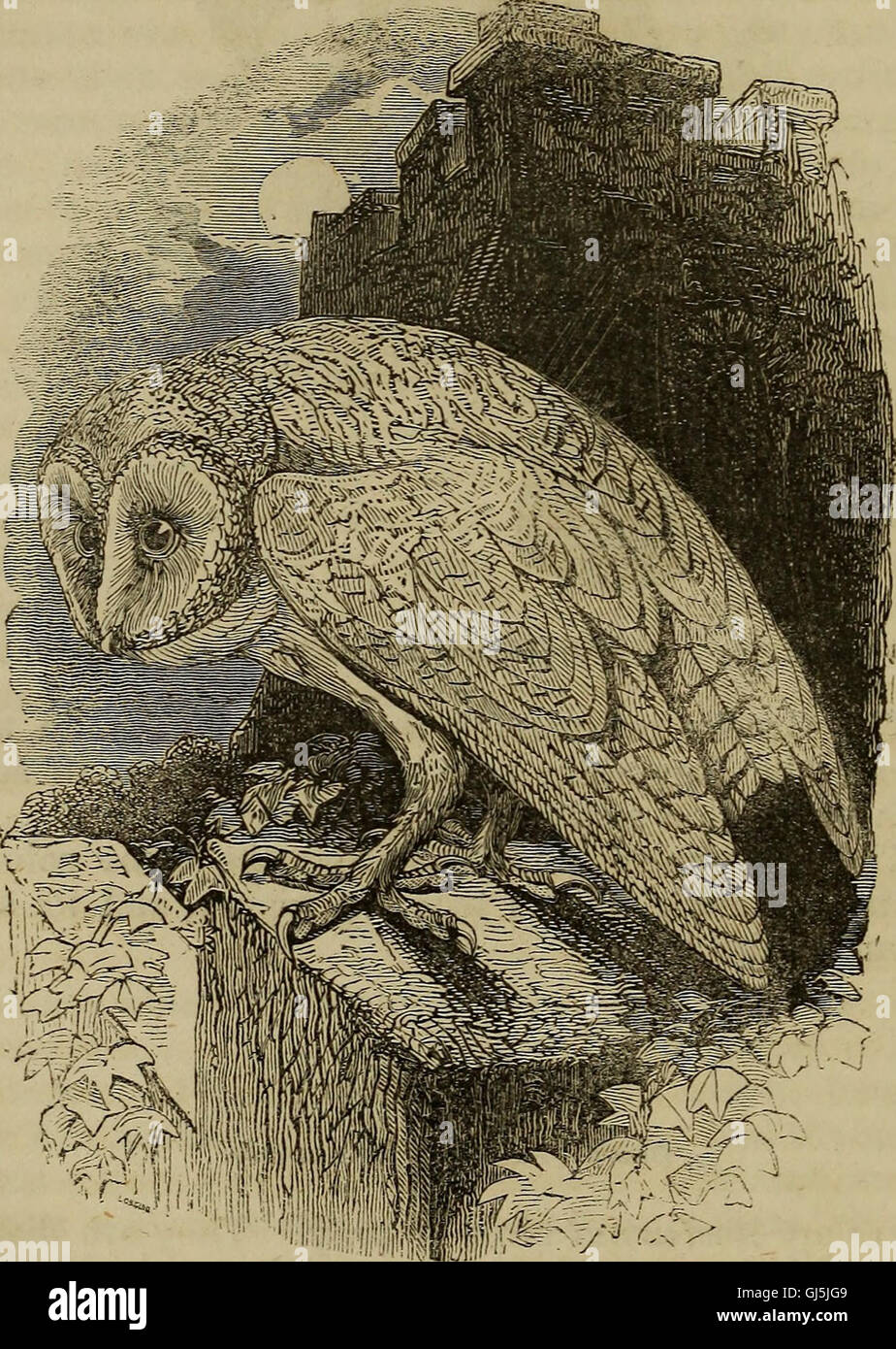 *Scripture Natural History* describes various animals and natural ...