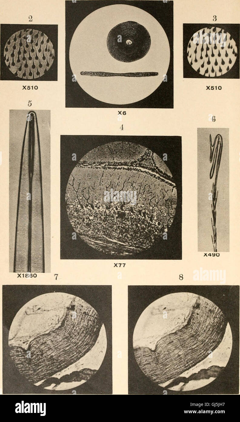 The Microscope and Its Revelations (1901) provides an in-depth ...
