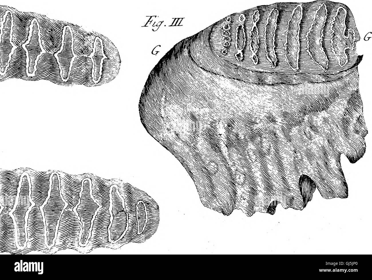 This 1753 work by Dr. Thomas Molyneux is a response to a previous ...