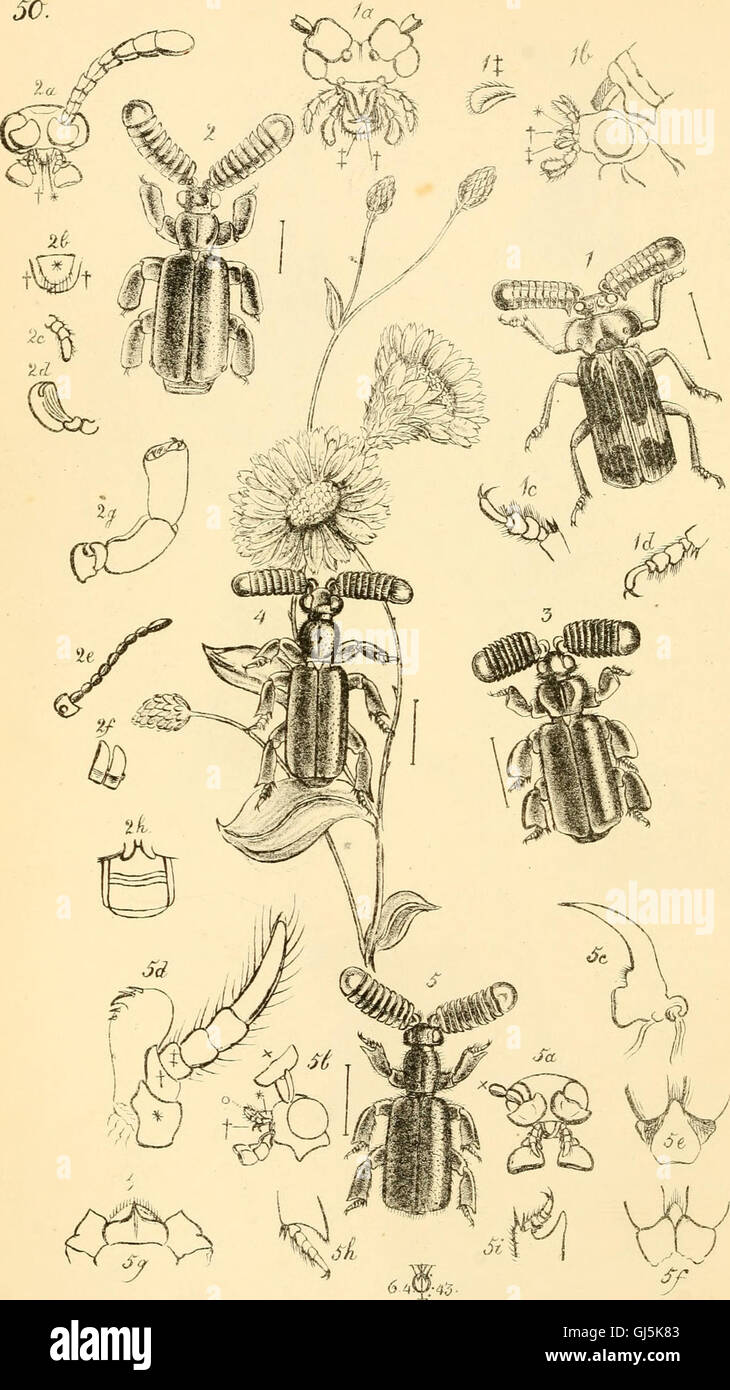 A 1841 work focusing on rare and newly discovered insects, featuring ...